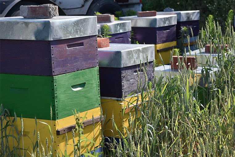 De l’abeille à la ruche 1re partie – UPA